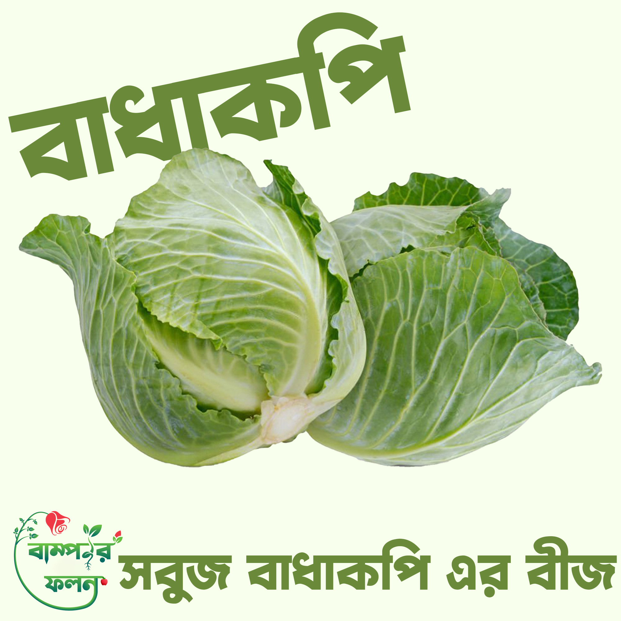Hybrid Green Cabbage Vegetable Seeds-(17 Piece) (Sobuj Badhakopi) | Daraz.com.bd