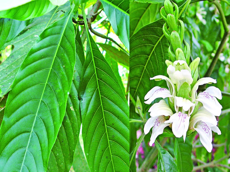 Bashok Leaf Powder, Bashak Pata, Basok Pata Powder 100gm | Daraz.com.bd