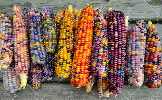 Rainbow Corn Organic Sweet Vegetables Edible Corn Vegetable For Home ...