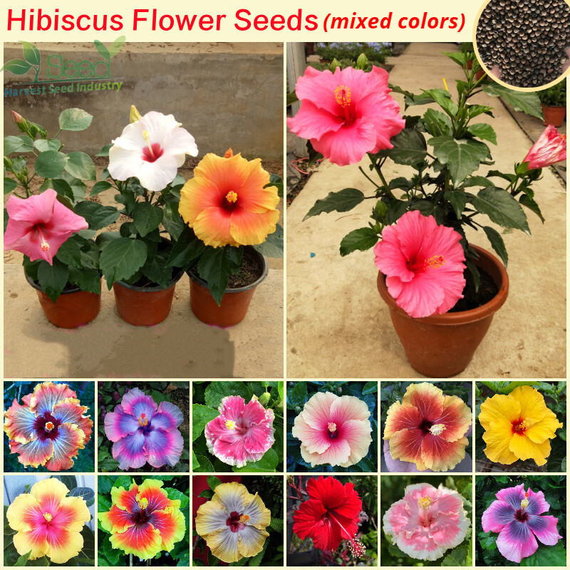 Imported authentic pure 10 colour Mixed Hibiscus/Joba Flower Seeds -10 ...