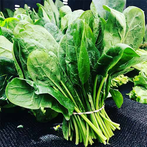 Spinach Vegetable Palong Shak Seeds for All Season 40pics + Gift ...
