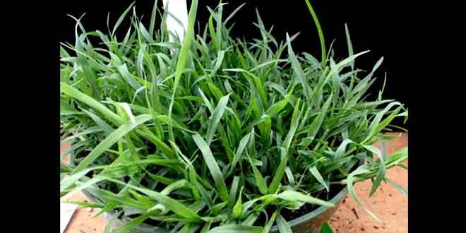 Durba Grass Organic stems Shah Agro Farm Garden Plants amazing ...