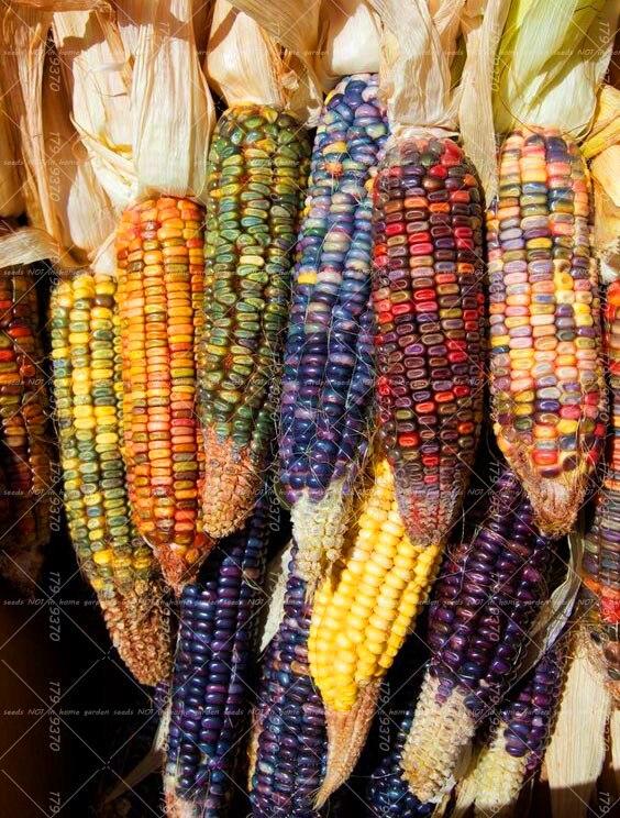 Rainbow Corn Organic Sweet Vegetables Edible Corn Vegetable For Home ...