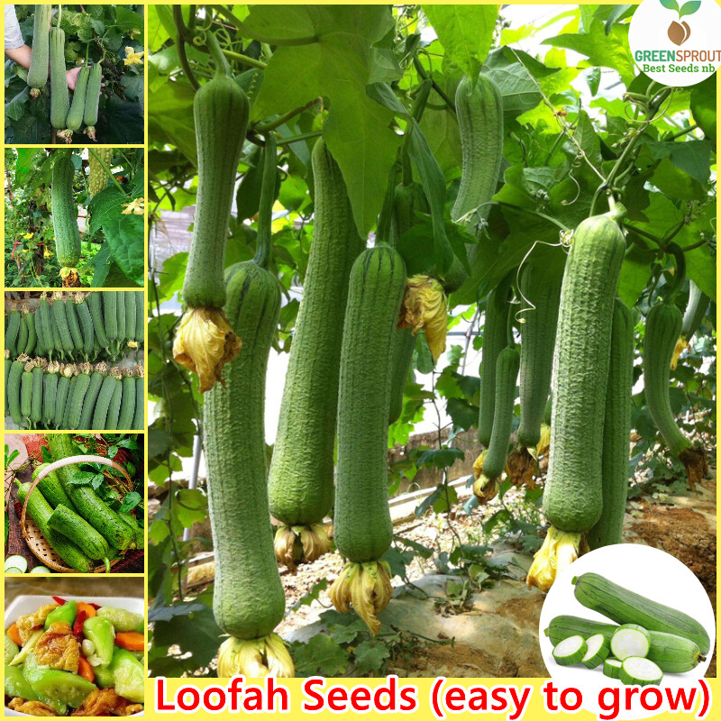 100% Original Luffa Seed Loofah Seeds Organic Vegetable Seeds for ...