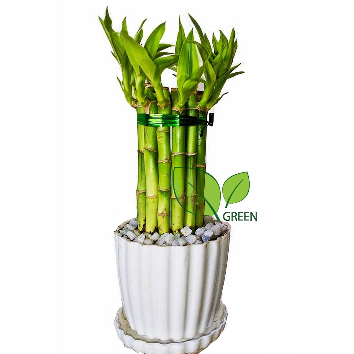 Lucky Bamboo Plant Design Set with potting | Daraz.com.bd