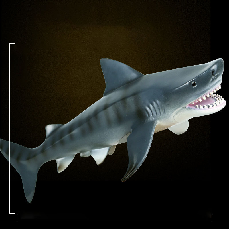 Tiger Shark In Action