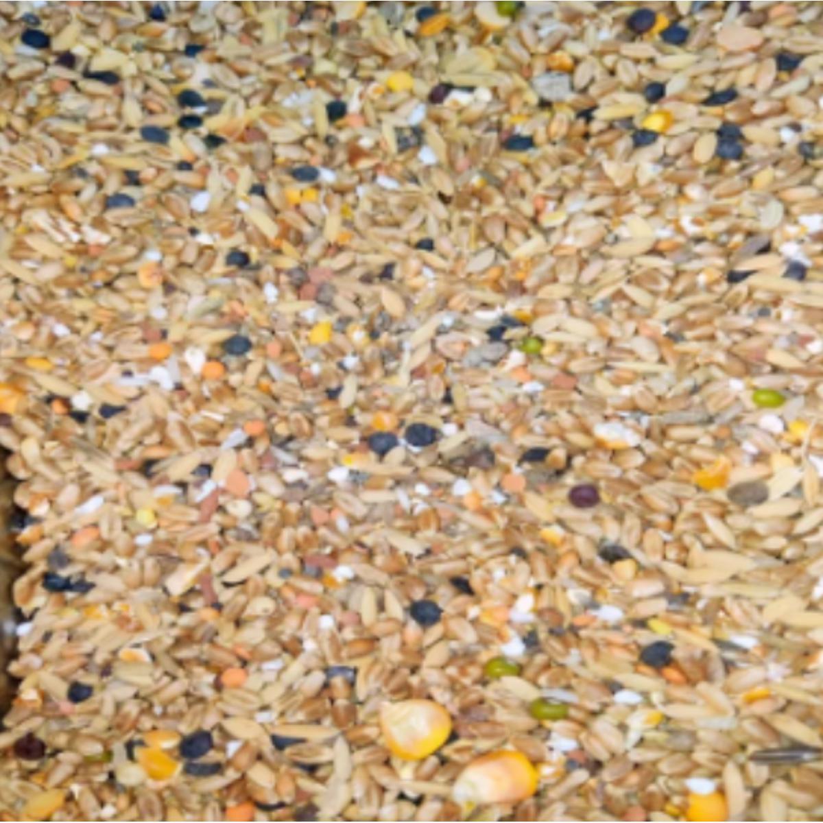 Pigeon Mixture (Regular) Pigeon Food..500gm | Daraz.com.bd
