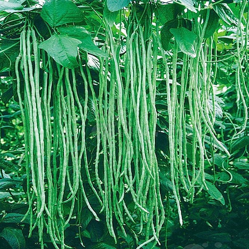 String Beans (Borboti) Seeds - 10 Pcs Seeds | Daraz.com.bd
