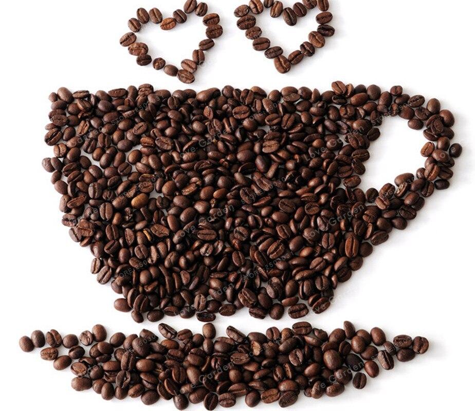 Coffee Bean Bonsai Home- grown Cocoa Bean Balcony Bonsai Tree Plant ...