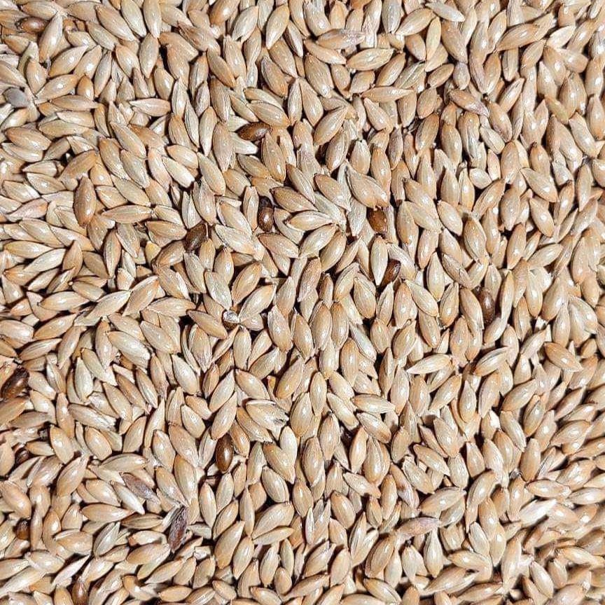 Bird Food Fresh Canary Seeds For Birds - 500g | Daraz.com.bd