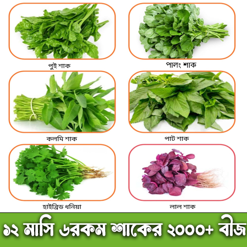 6 Type Vegetables Seed ( 2000 Seeds combo) Lal shak, Patshak, Kolmishak ...
