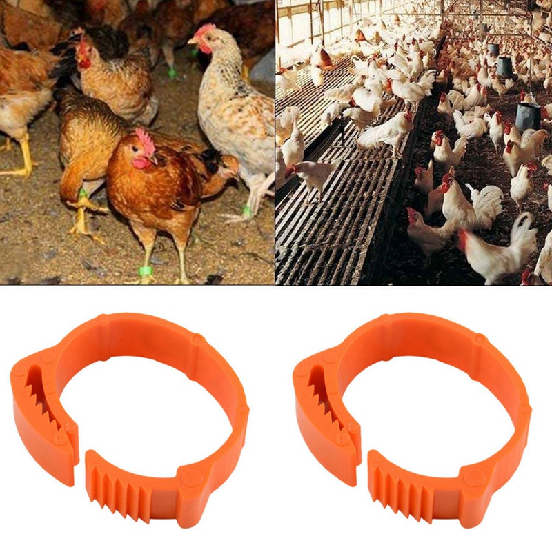 ICQURBT 200Pcs Chicken Identification Leg Bands Tags Poultry Leg Bands ...