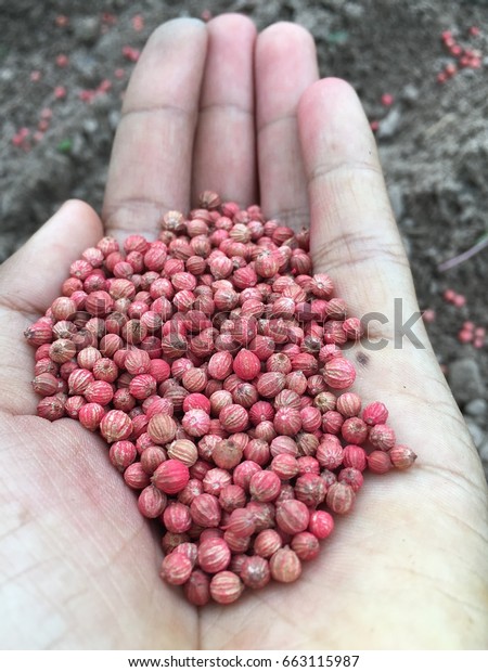 Dhoniya Pata Seed 10 gm Coriander leaf seeds 10 gm | Daraz.com.bd