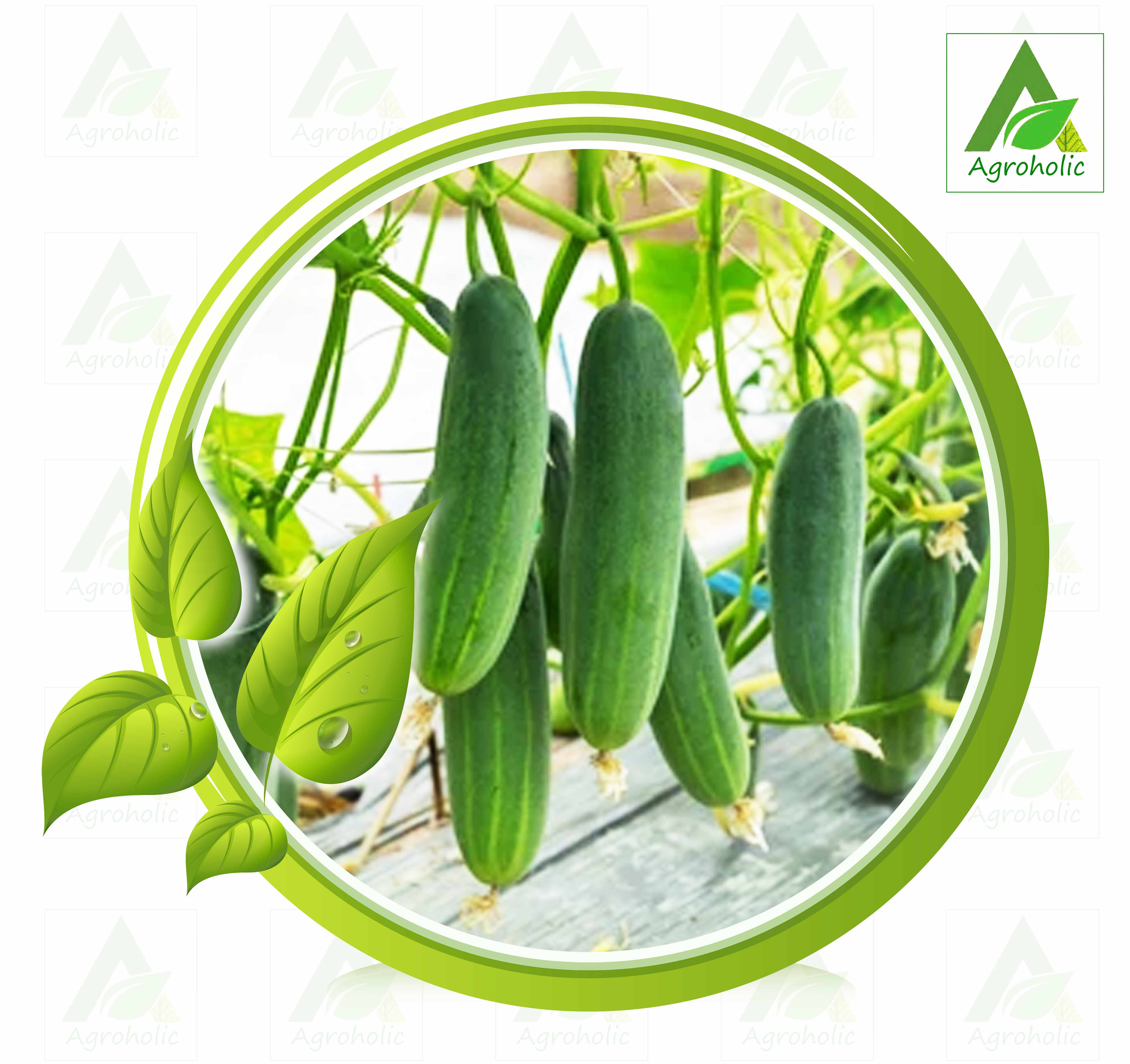 Hybrid (F1) Cucumber Seed - 20 seeds | Daraz.com.bd