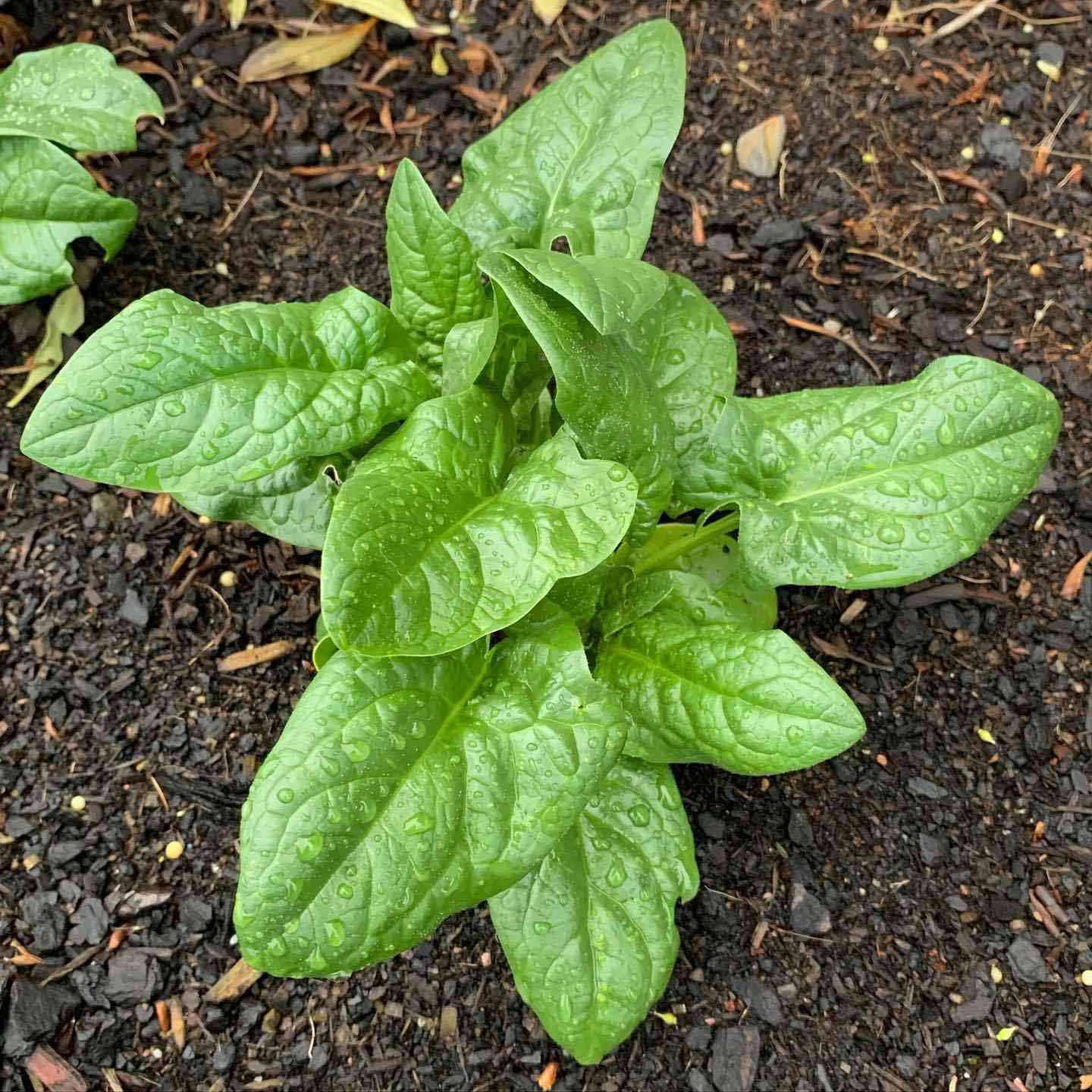 Spinach Vegetable Palong Shak Seeds for All Season 40pics + Gift ...
