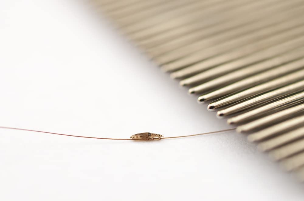 Nit Free Terminator Lice Comb, Professional Stainless Steel Louse and ...