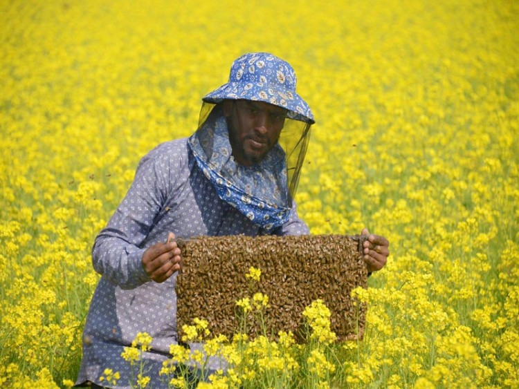 Mustard Flower natural Honey. sorisa fuler natural modhu ( 1 Kg ...