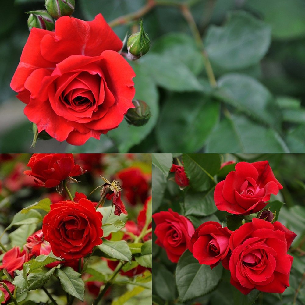 All Season Organic Red Coloer Roses Flower Seeds 20 Pcs Seeds | Daraz ...