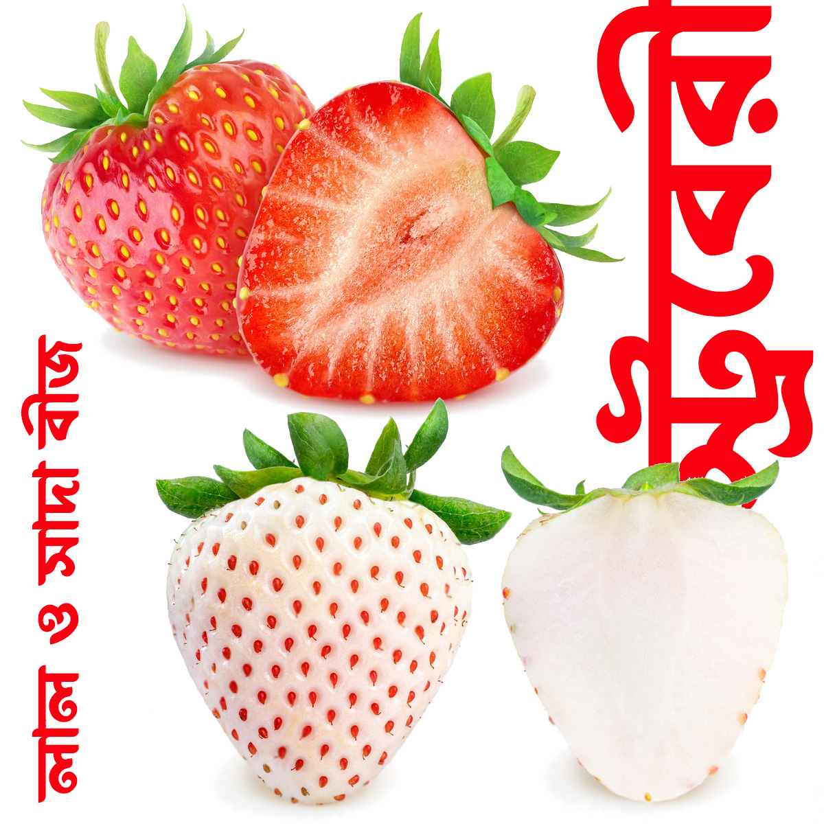 Nifty Niche - Red and white colour hybrid strawberry seeds 20 Pcs Total ...