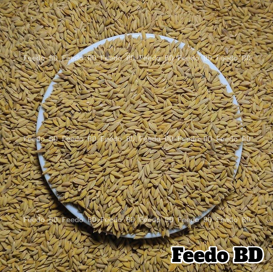 Chinigura Paddy (Dhan) For Bird-1kg | Daraz.com.bd