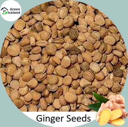 Imported Global Ginger Seeds Seeds (??? ???) - 15 Pcs Seeds | Daraz.com.bd