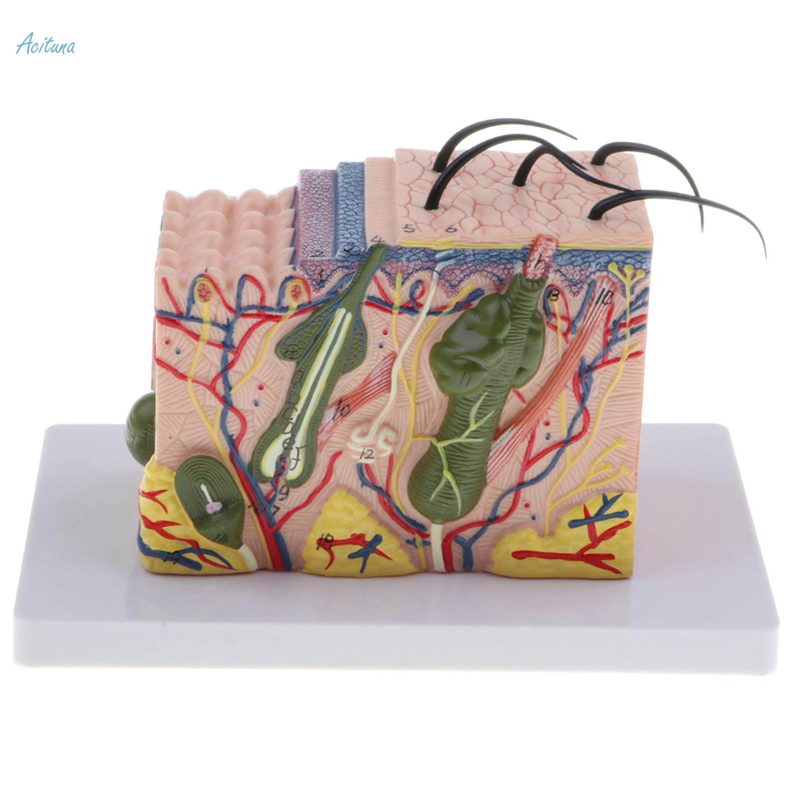 4x 35X Magnified 3D Human Skin Texture Model for Anatomy And | Daraz.com.bd