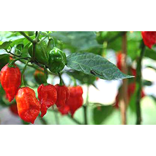 Naga Chilli Ghost Chili Peeper World Hottest F1 Chilli Seeds Seed-10 ...