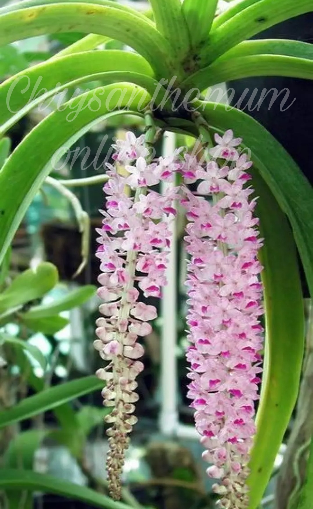 Enhance Your Garden with a Ready-to-Grow Vanda Foxtel Orchid Plant ...