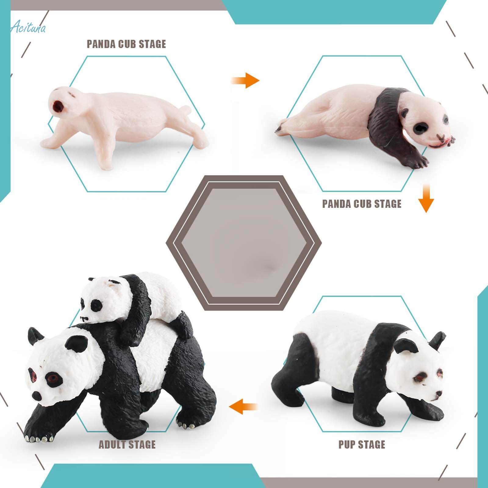 panda Model 4 Stages of Panda Playset Science Educational Toys Animal ...