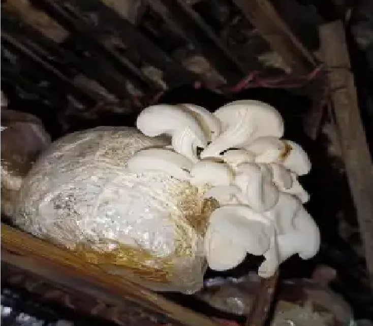 Mushroom seed spawn bij seed sapwn (1pice) | Daraz.com.bd