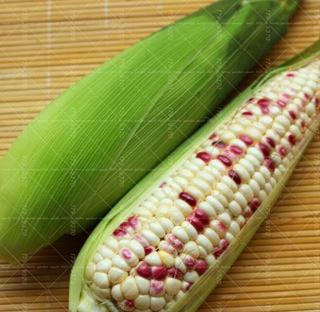 Rainbow Corn Organic Sweet Vegetables Edible Corn Vegetable For Home ...