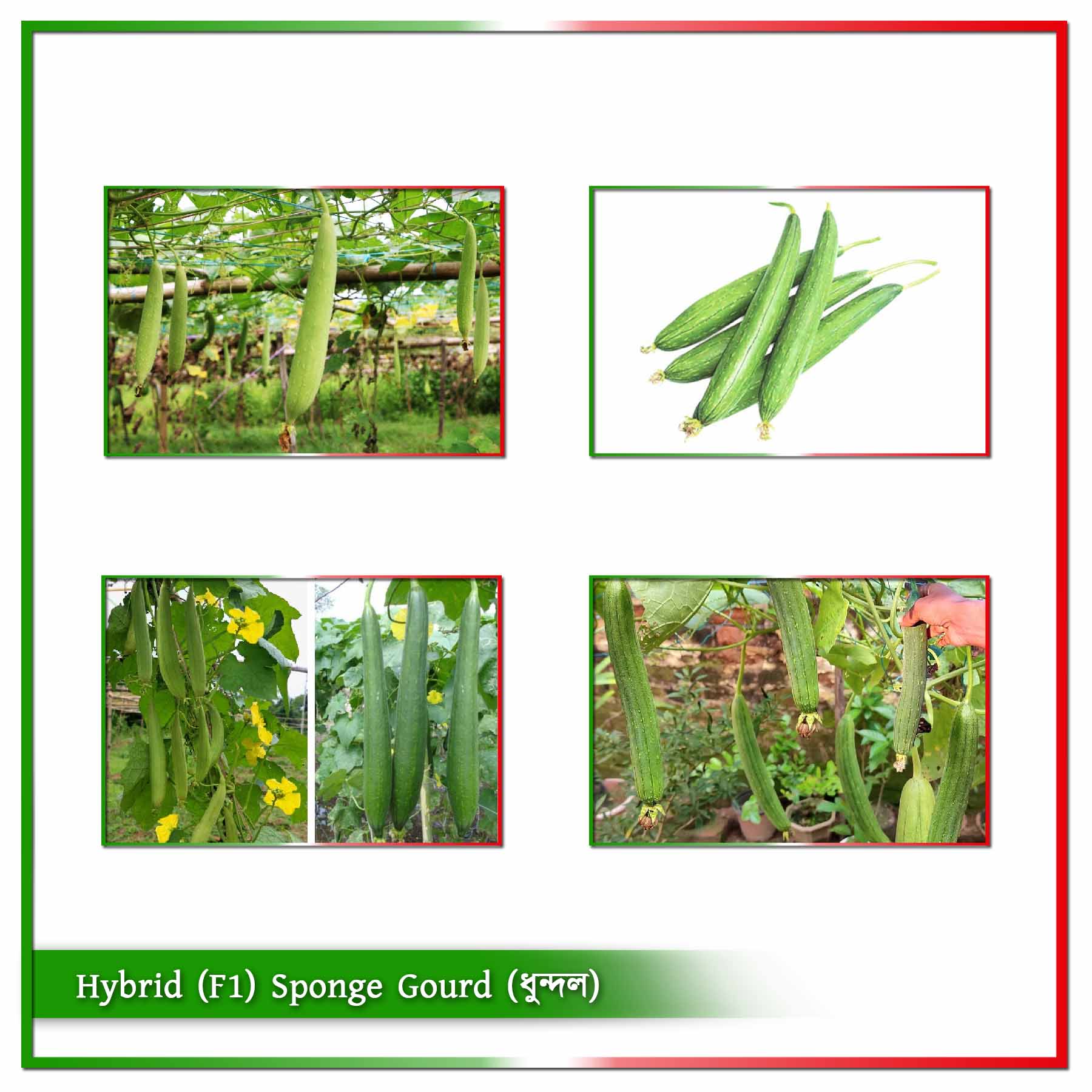 Hybrid (F1) Sponge Gourd / Dhundol Seed - 12 Seeds | Daraz.com.bd