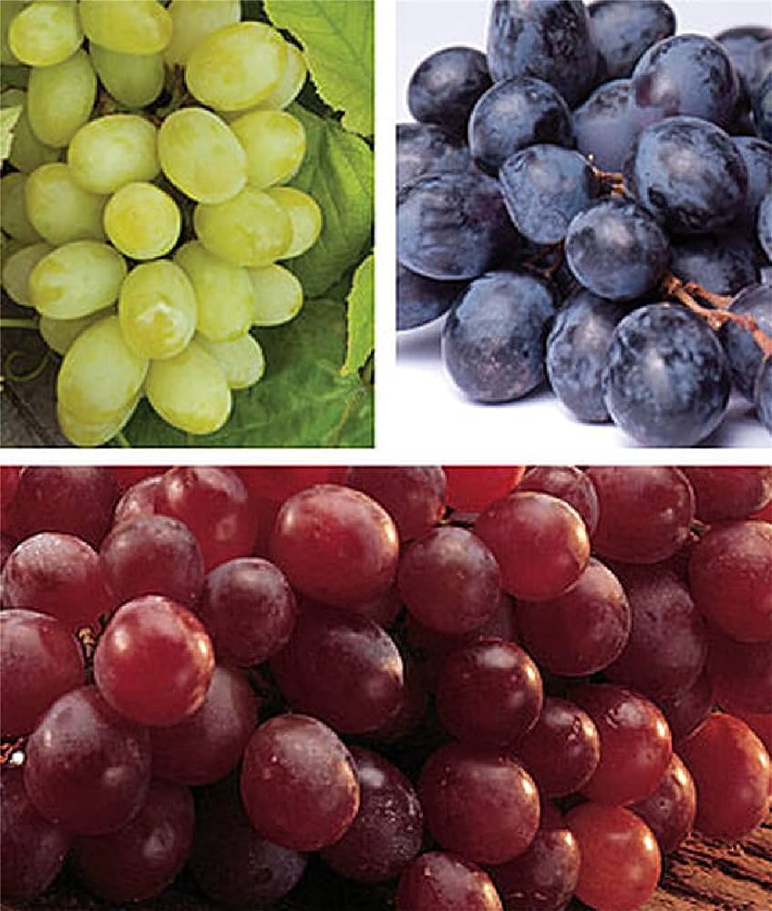 All Season Hybrid Red Black Green Mixed Grape Seed - 20+ Pcs Seeds ...