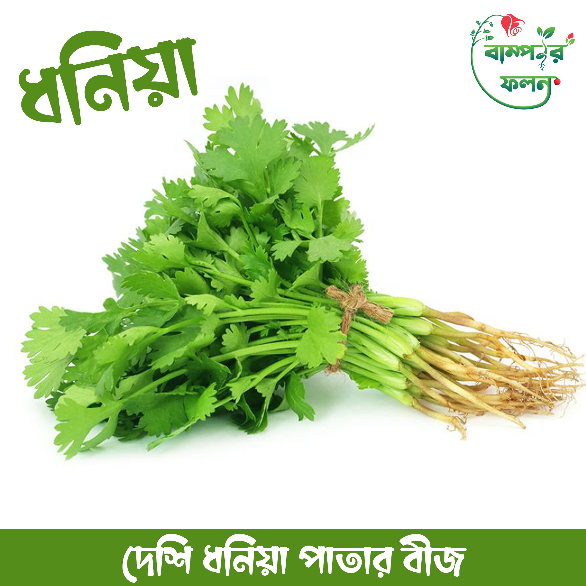 Fresh Green Parsley Vegetable (Dhania) Seeds-(55 Piece) | Daraz.com.bd