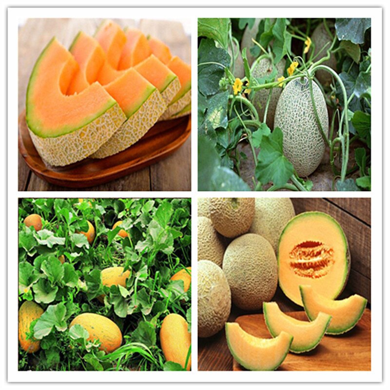 Rock Melon 5 pcs / Cantaloupe Melon / Seeds / RockMelon | Daraz.com.bd