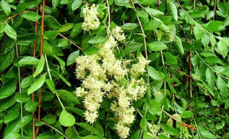 Mehedi Tree Seeds- 30 Pieces (মেহেদী পাতার গাছের বীজ) | Daraz.com.bd