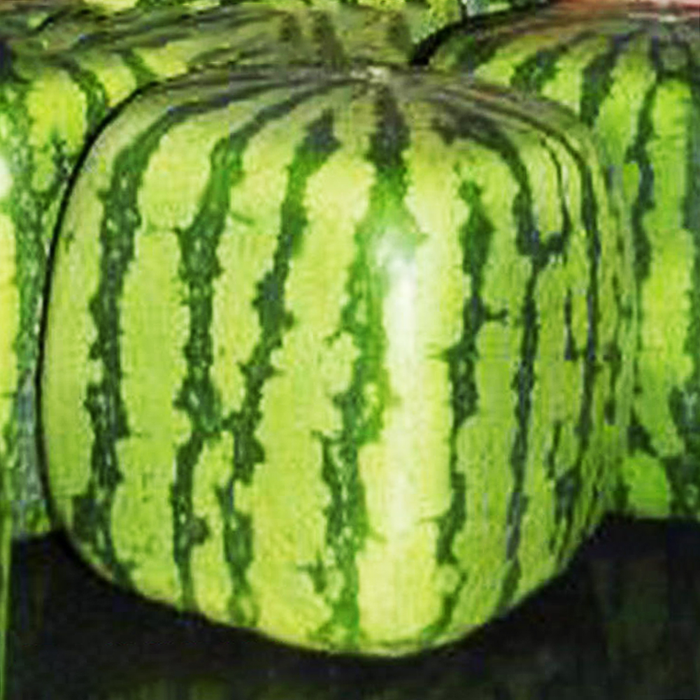 Square Watermelon Mold