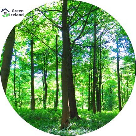 Chambul Tree Seeds - 20 Pcs Seeds | Daraz.com.bd
