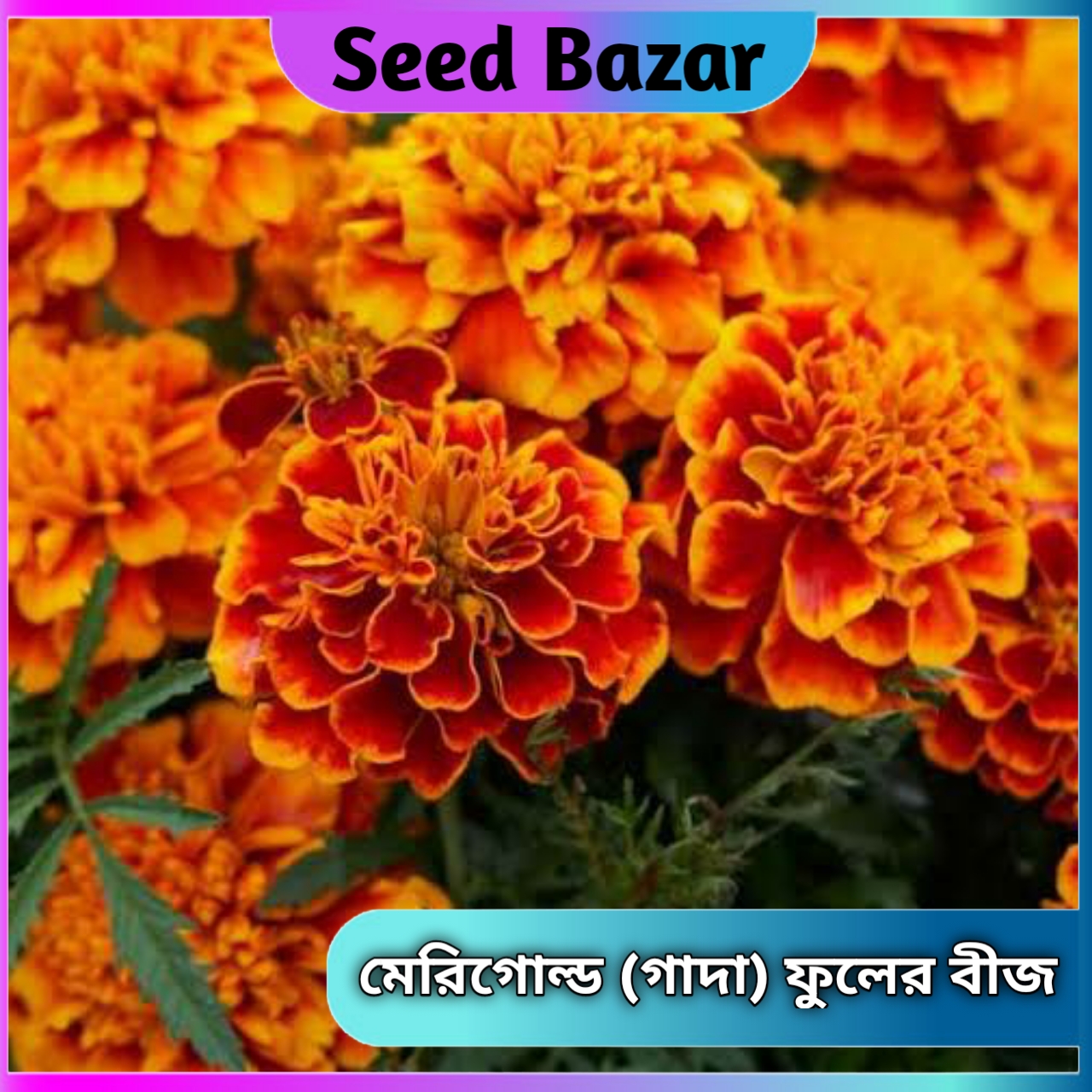Marigold flower Hybrid seeds 30 pice + gift | Daraz.com.bd