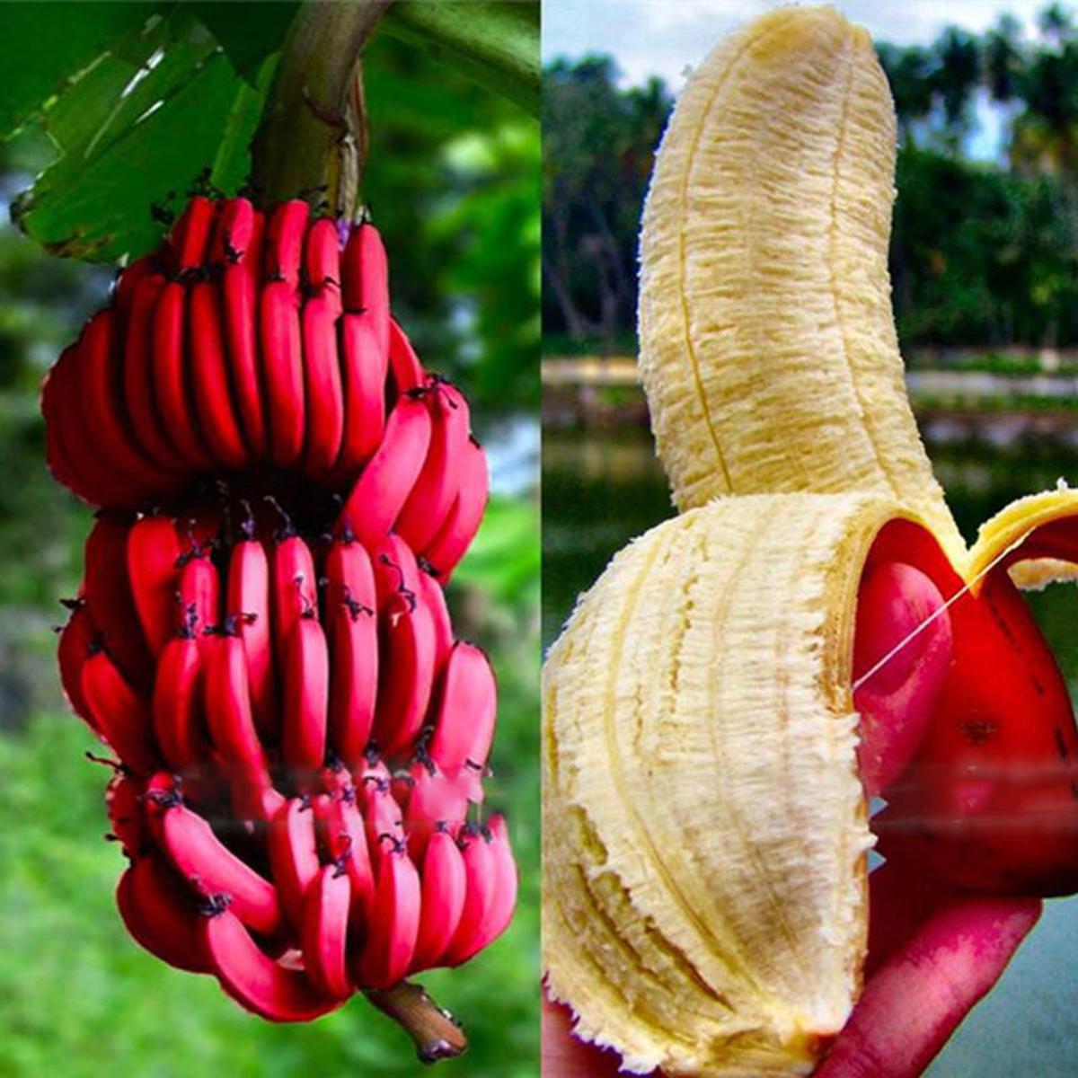 Bangladeshi Banana Garden
