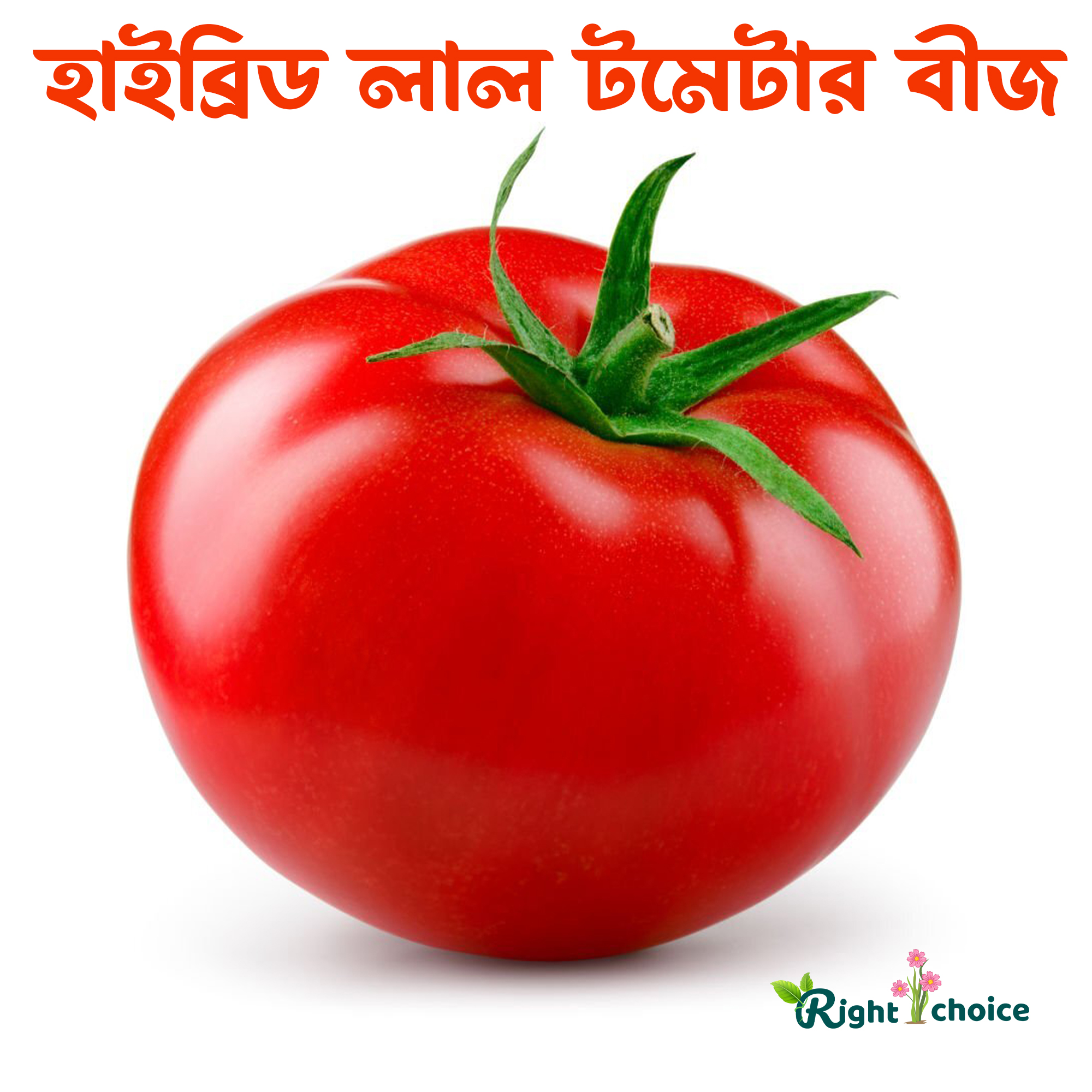 All Season Red color Big Tomato 35 Pice + Gift | Daraz.com.bd