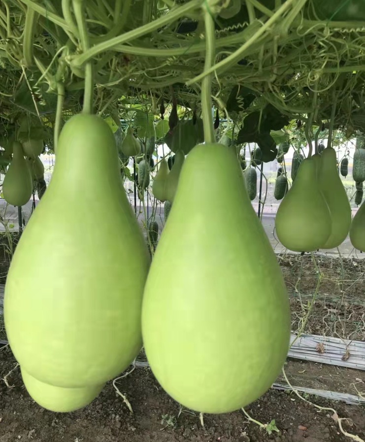 Hybrid F1 Round Bottle Gourd(DugDugi) 5 Seeds | Daraz.com.bd