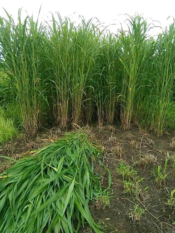 Hybrid Napier Grass Seeds (100+ Seeds) | Daraz.com.bd