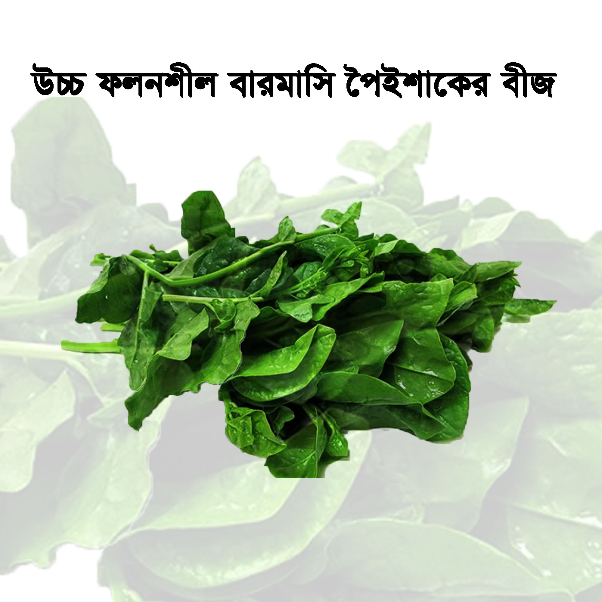 Green Puishak Mota Data Seeds | Daraz.com.bd