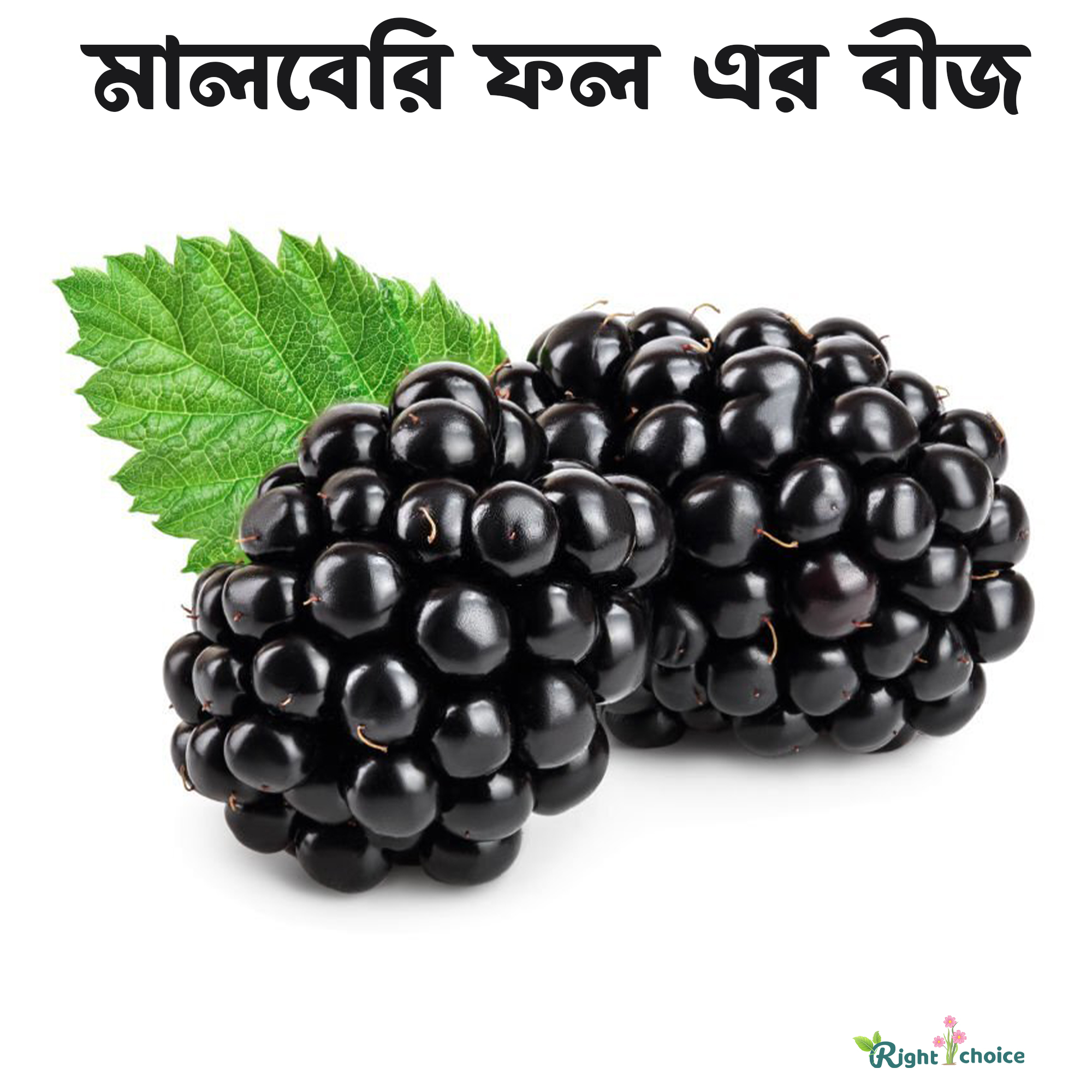 All Season Black Malberry Fruits Seeds 10 Pice + Gift | Daraz.com.bd