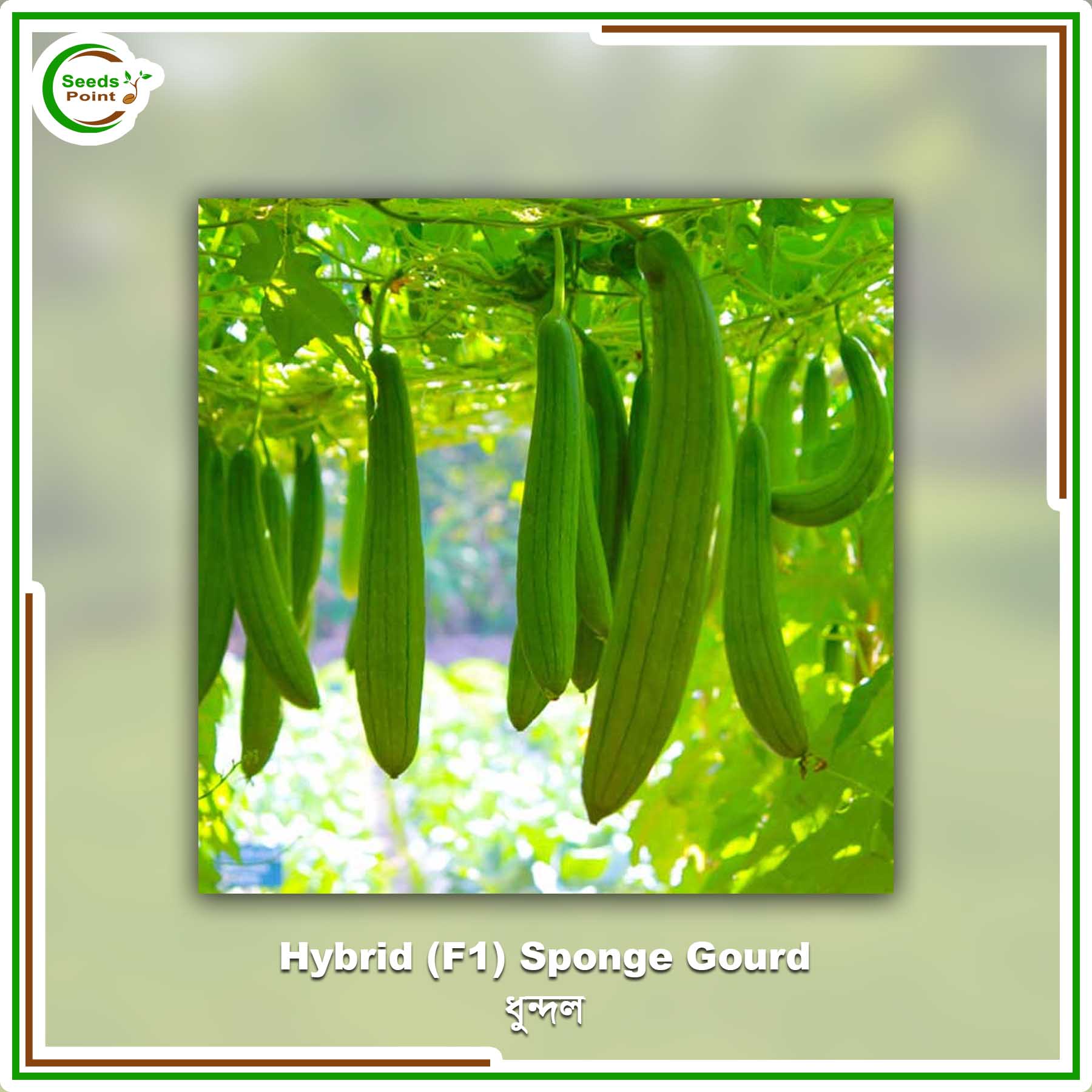 Hybrid Dundul (Sponge Gourd) Seed - 12 Seeds | Daraz.com.bd