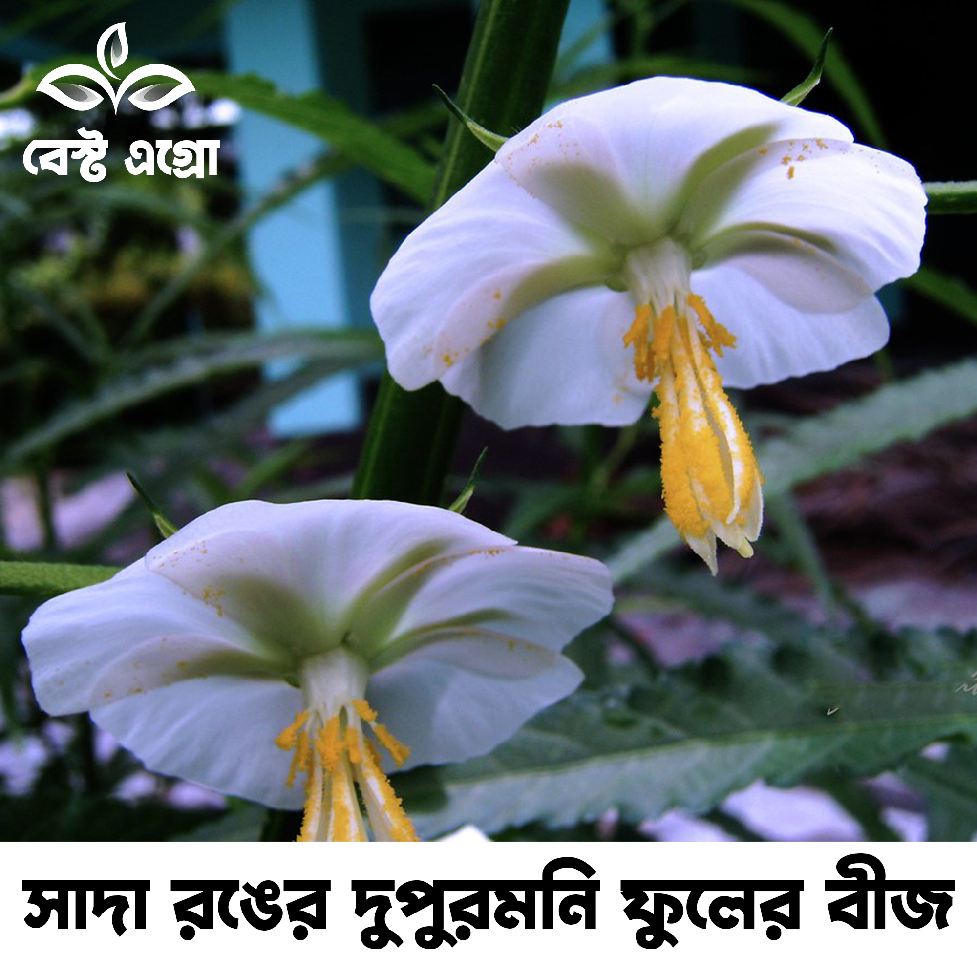 White Midday (Dupur Moni) Flower- 5 Pieces seeds: Stunning, Fragrant ...