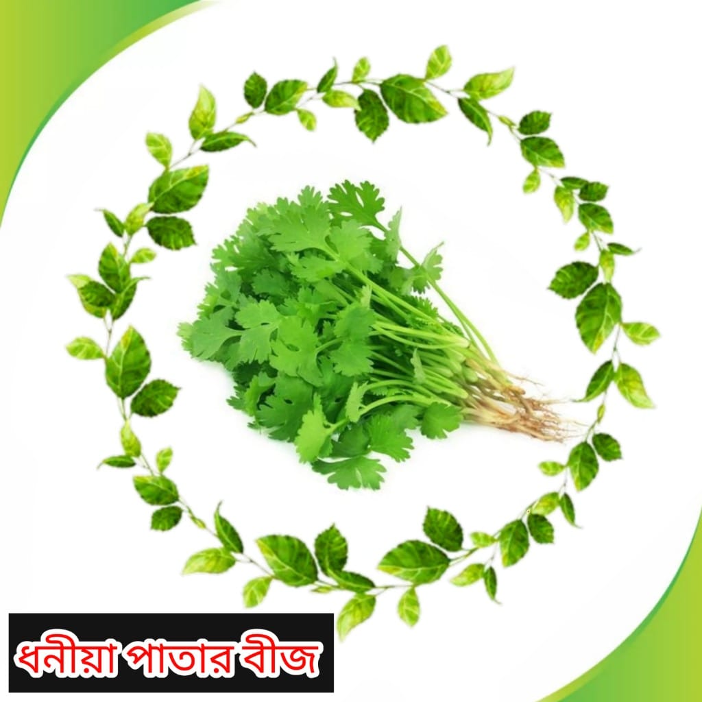 Dhoniya Pata Seed 10 gm | Daraz.com.bd