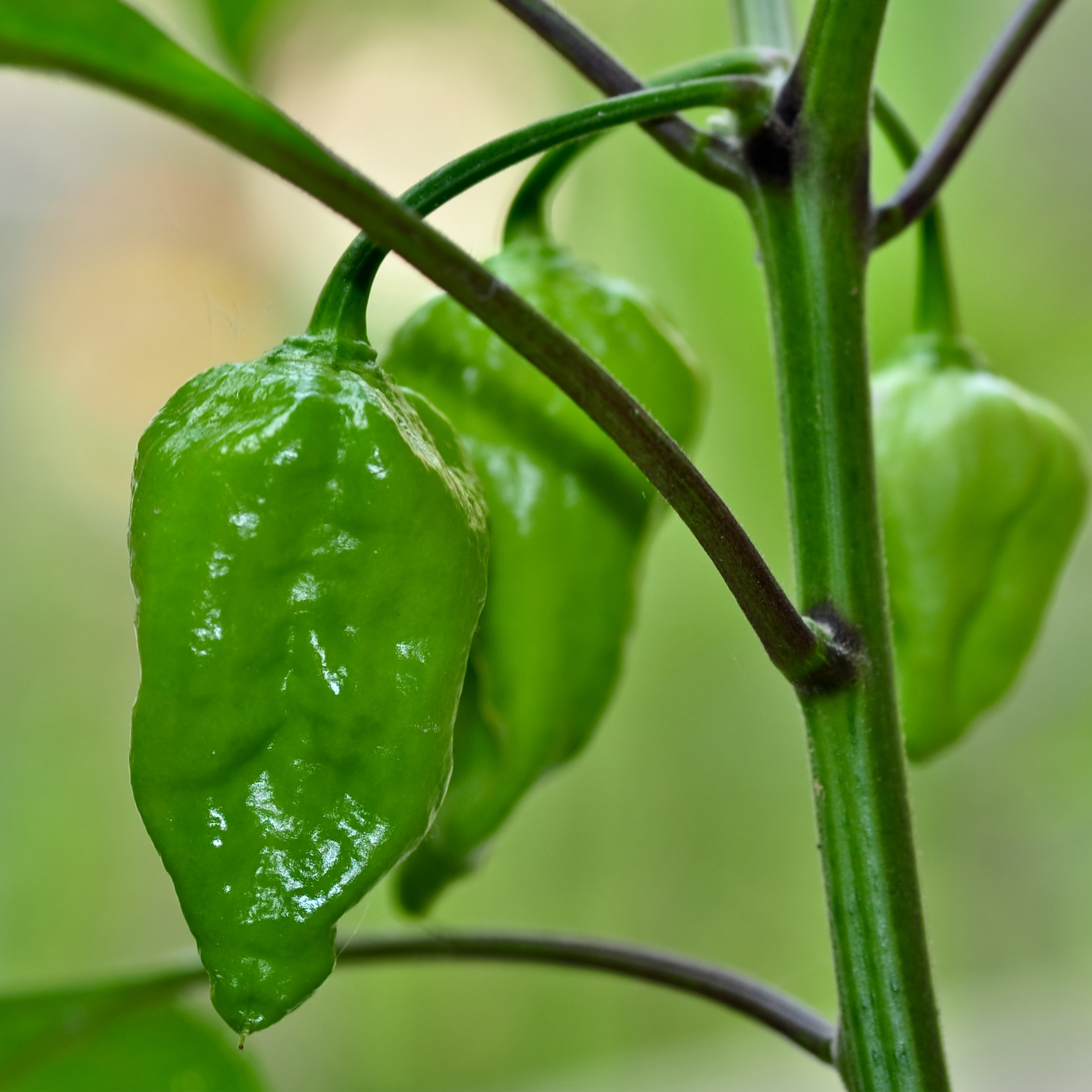 Naga Morich/Bombai Morich All Seasonal (Repack)- 10 Seeds | Daraz.com.bd