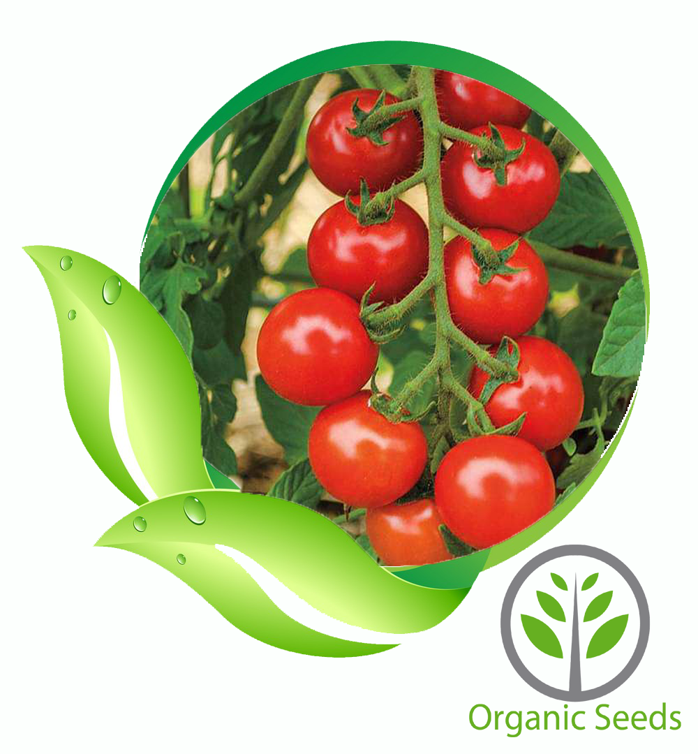 Cherry Tomato Red Color 15+ seeds লাল চেরি টমেটো বীজ | Daraz.com.bd